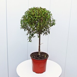 LIVE 4” Pot Myrtle Topiary, Myrtus Bonsai Tree, Christmas Fragrant ...