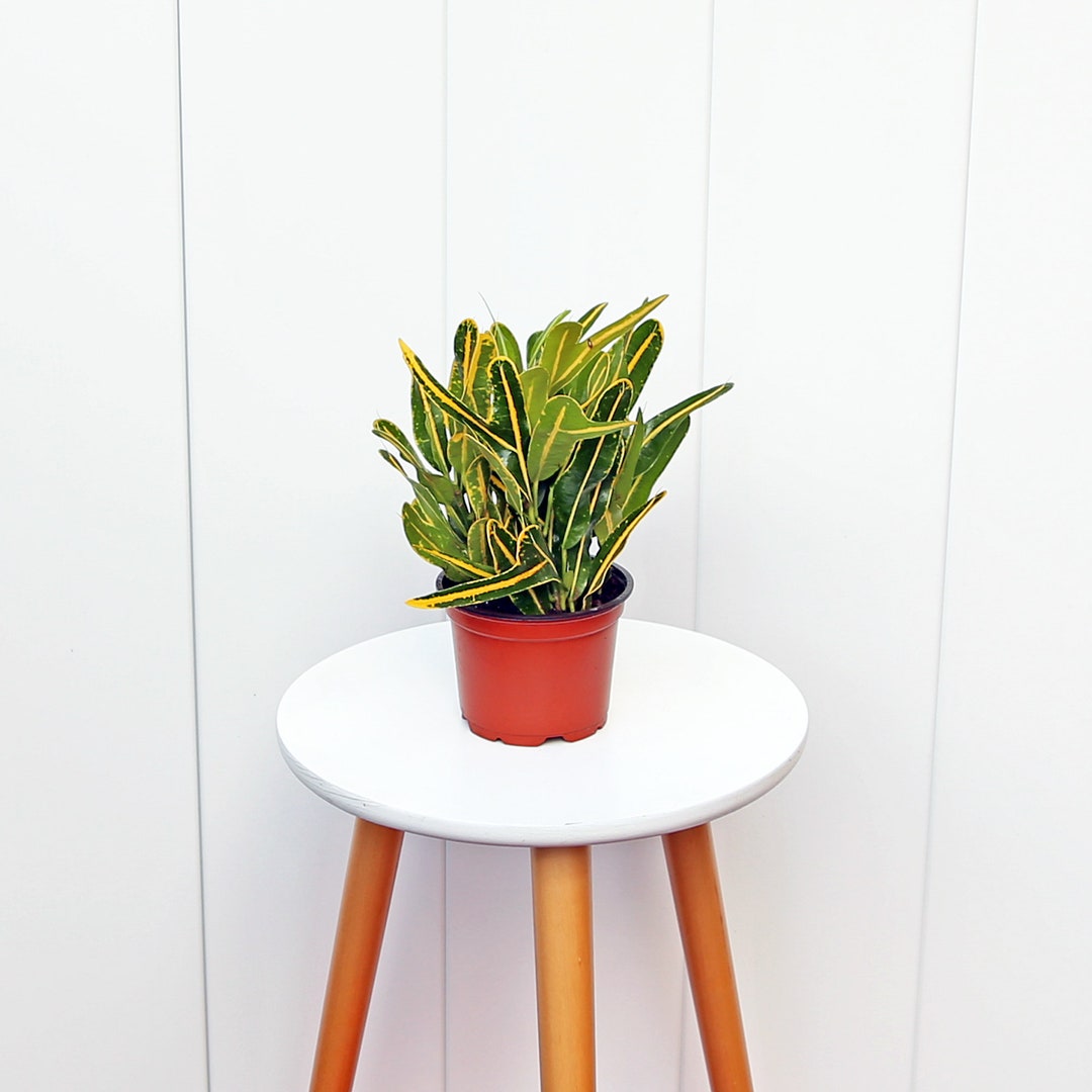 LIVE 4” Pot Banana Croton, Plant Dad Gift, Birthday Gift, Plant Lover ...