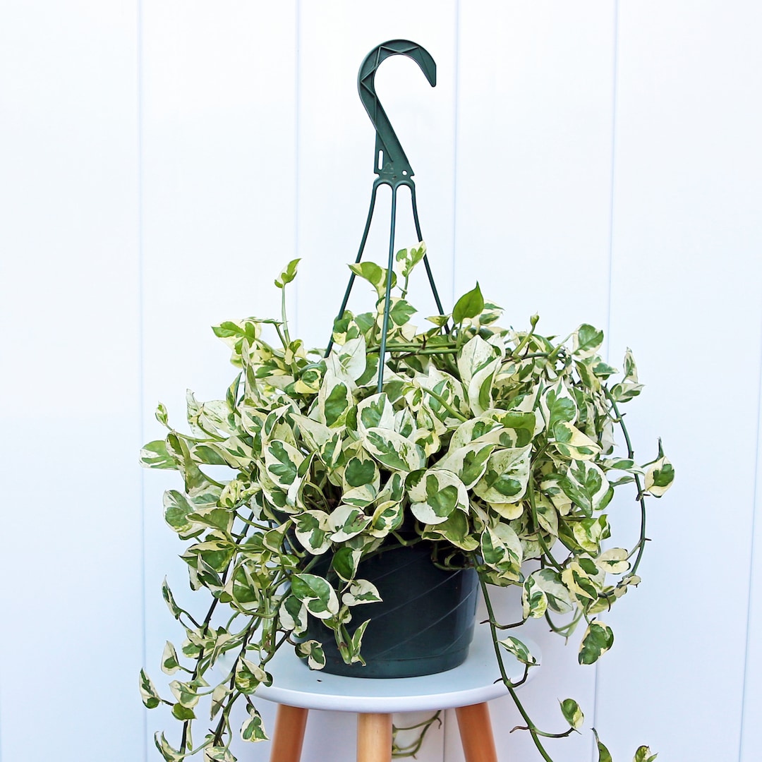LIVE 8” Hanging Basket Pearls and Jade Pothos, Pearls 'n Jade, Hanging ...