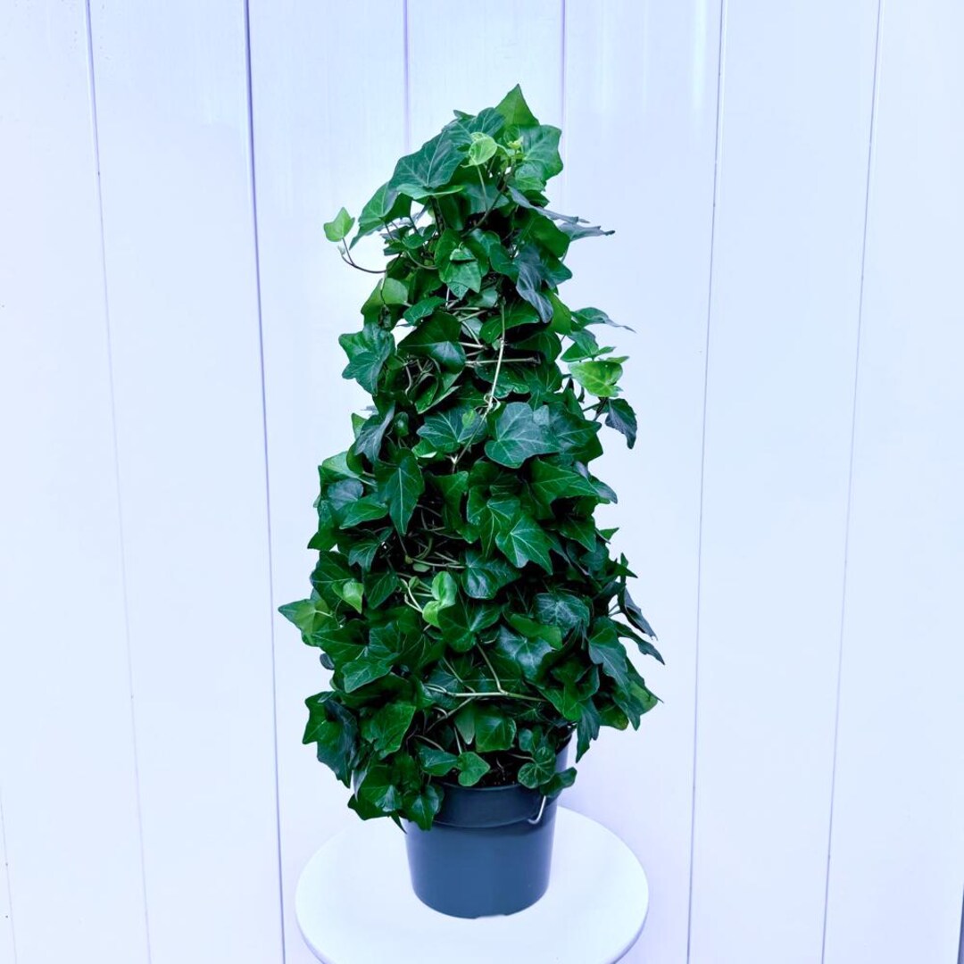 LIVE 6” Pot Ivy Christmas Tree FOSTER Plant, Hedera Helix, Dad Gift for ...