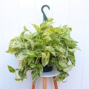 LIVE 8” Hanging Basket Marble Queen Pothos, Variegated Plant, Hanging ...
