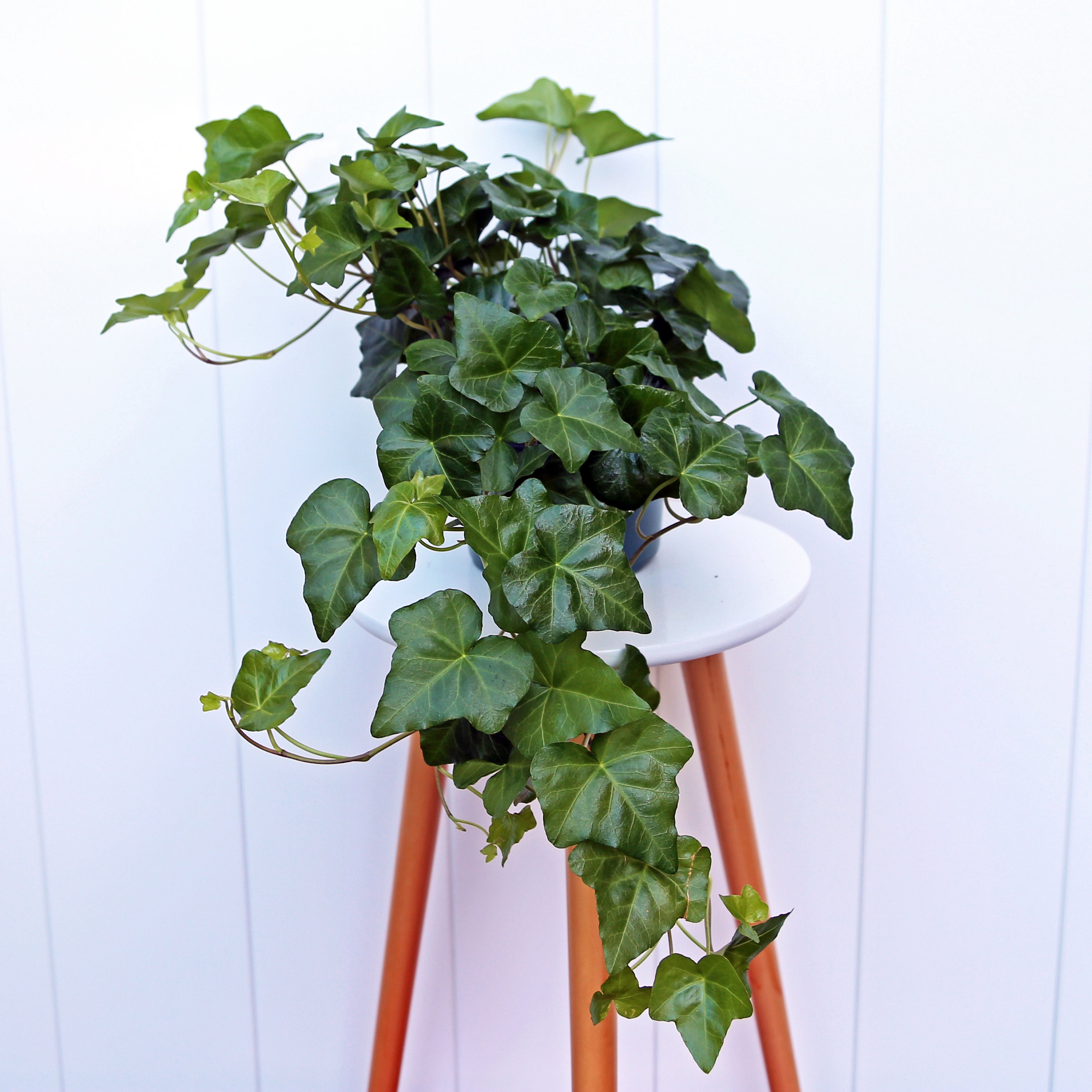LIVE 6” Pot Ivy Plant, Hedera Helix, Plant Gift for Home, Dad Christmas ...