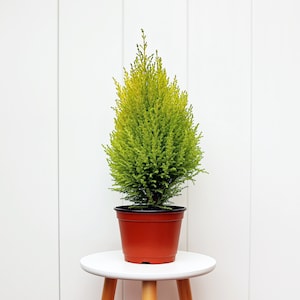 LIVE 6” Pot Goldcrest Lemon Cypress, Christmas Plant, Office Gift ...