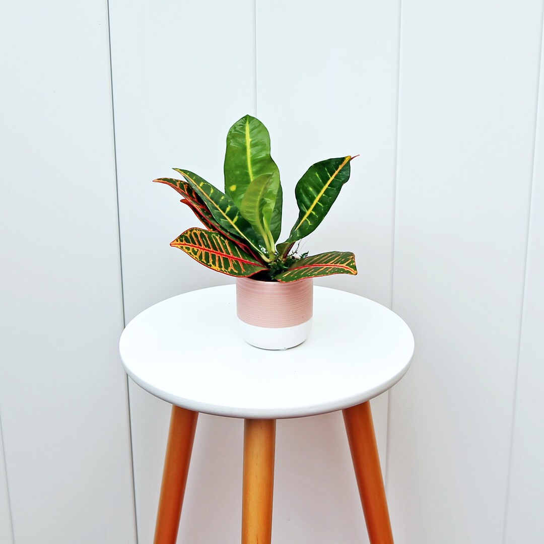 LIVE Ceramic Pot Petra Croton, Garden Croton, Variegated House Plant ...