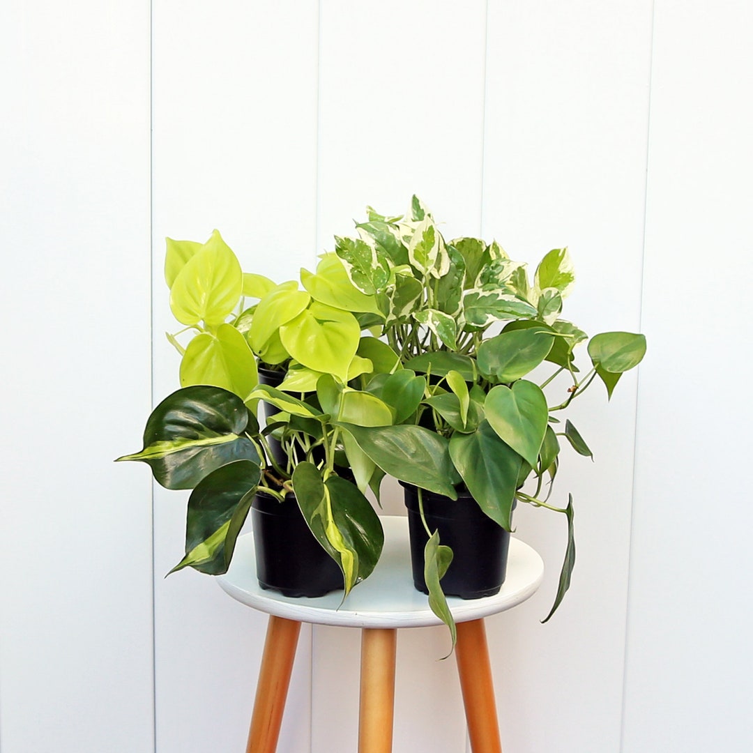 LIVE 4 Pots Combo Pearls and Jade Pothos, Neon Philodendron, Brazilian ...