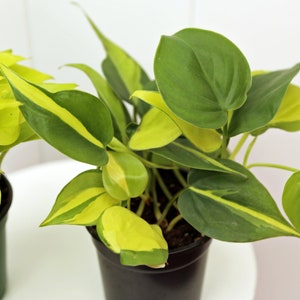 LIVE 4” Pots Combo Neon Pothos & Brazilian Philodendron, Office Gift ...