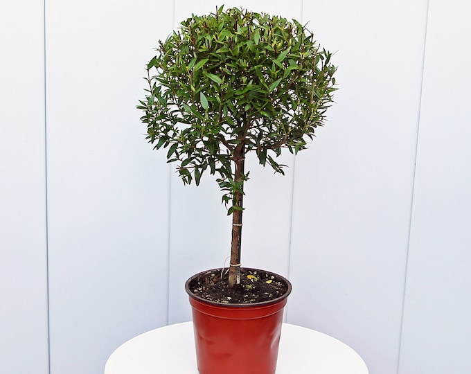 LIVE 4” Pot Myrtle Topiary, Myrtus Bonsai Tree, Christmas Fragrant ...