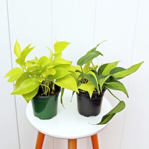 LIVE 4” Pots Combo Neon Pothos & Brazilian Philodendron, Office Gift ...