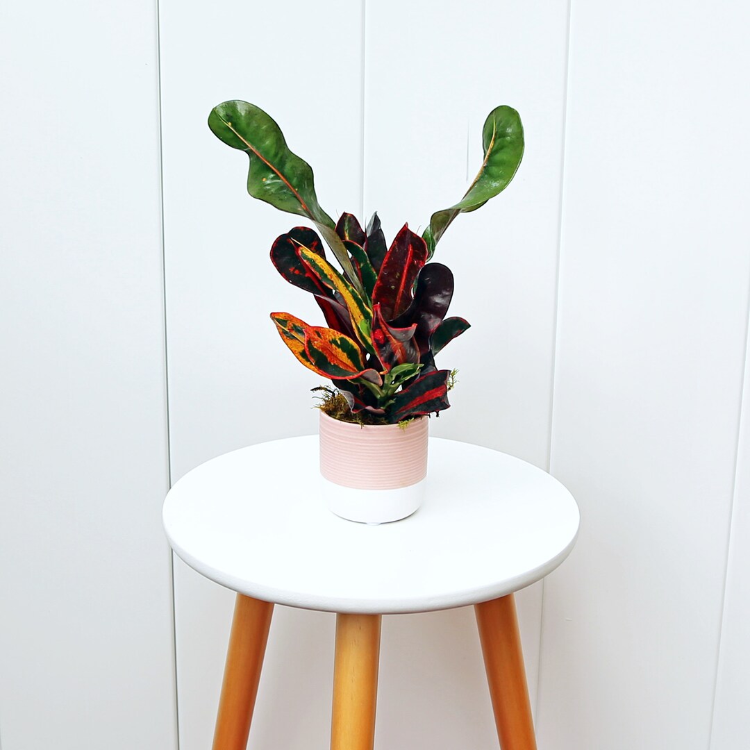 LIVE Ceramic Pot Mammy Croton, Variegated Potted Croton, Plant Lover ...