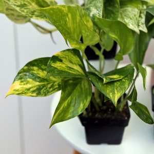 LIVE 3” Pots Combo Golden Pothos, Marble Queen Pothos, Brazilian ...