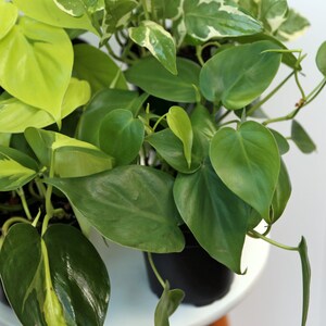 LIVE 4 Pots Combo Pearls and Jade Pothos, Neon Philodendron, Brazilian ...