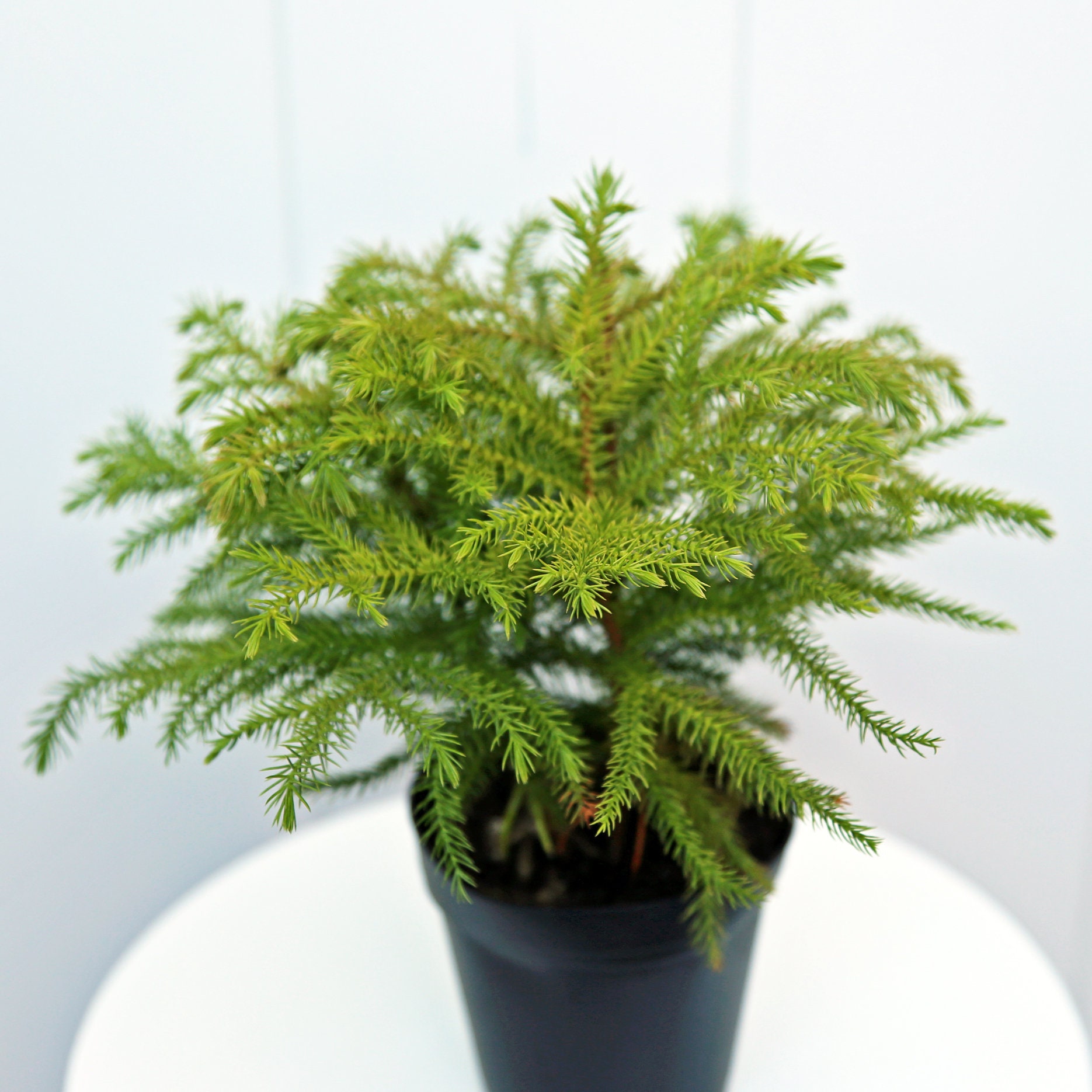 LIVE 4” Pot Norfolk Island Pine, Araucaria Heterophylla, Christmas ...