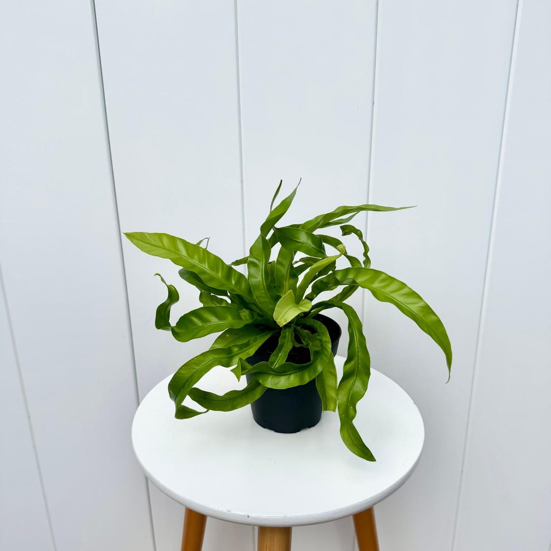 LIVE 4” Pot Asplenium Nidus Antiquum, Japanese Bird’s-nest Fern ...