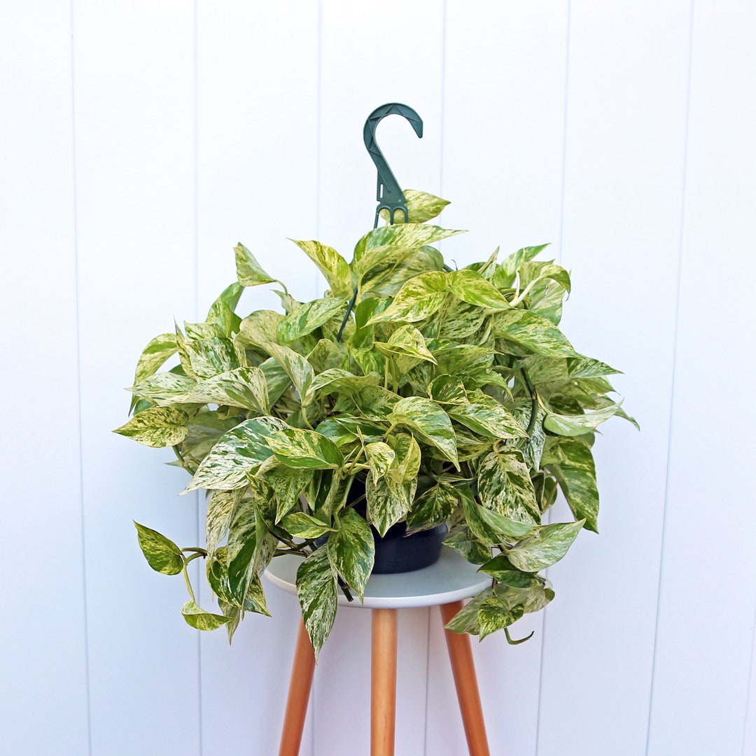 LIVE 8” Hanging Basket Marble Queen Pothos, Variegated Plant, Hanging ...