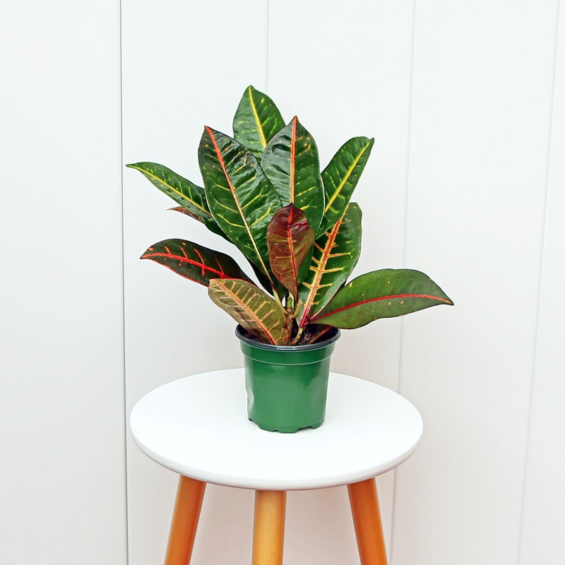 Croton - Etsy