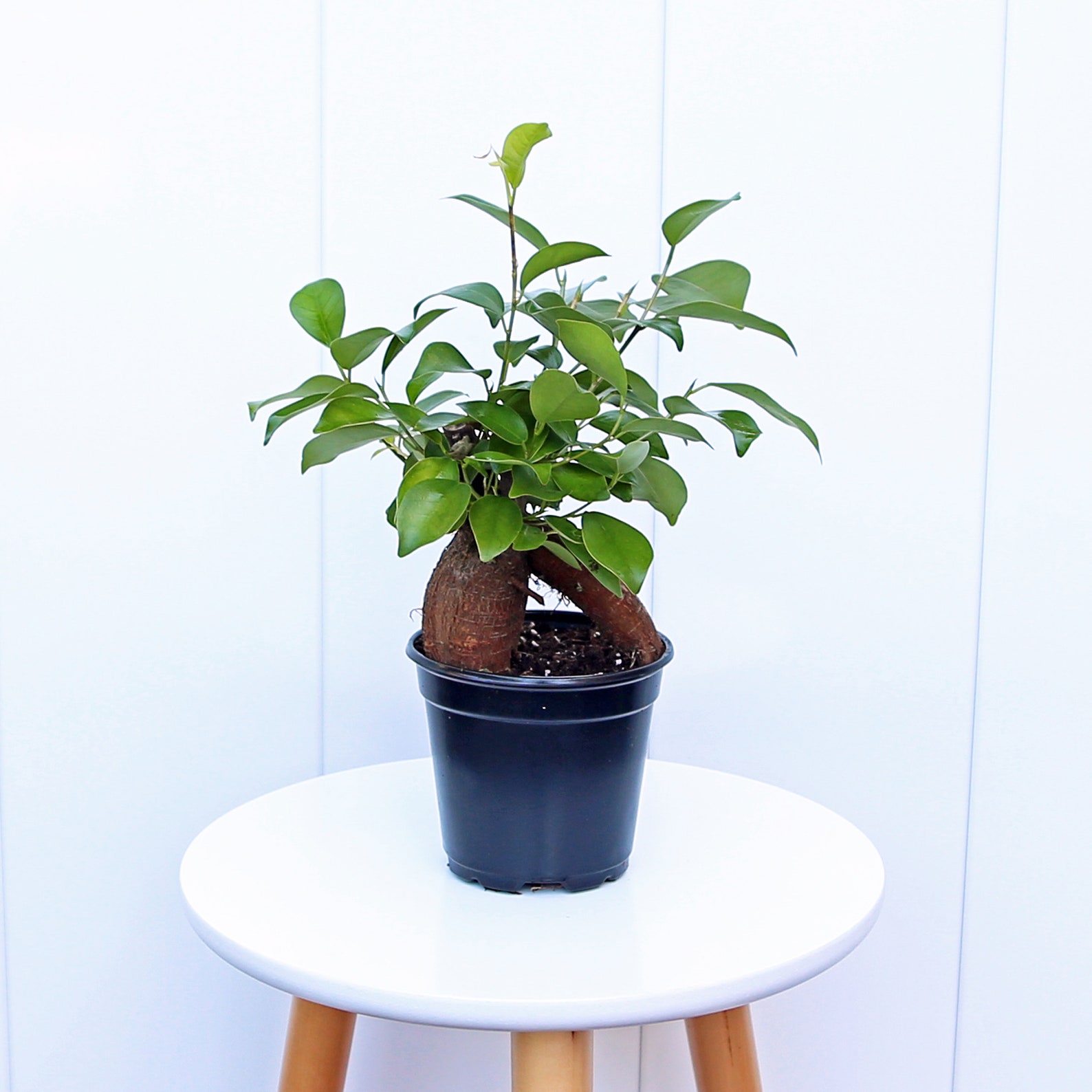 8 PACK LIVE 4” Pot Ficus Plant, Bonsai Plant, Indoor Potted Plant ...