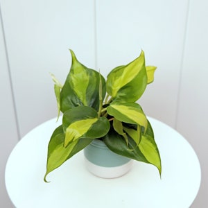 LIVE Ceramic Pot Brazilian Philodendron, Brazilian Philo, Birthday Gift ...