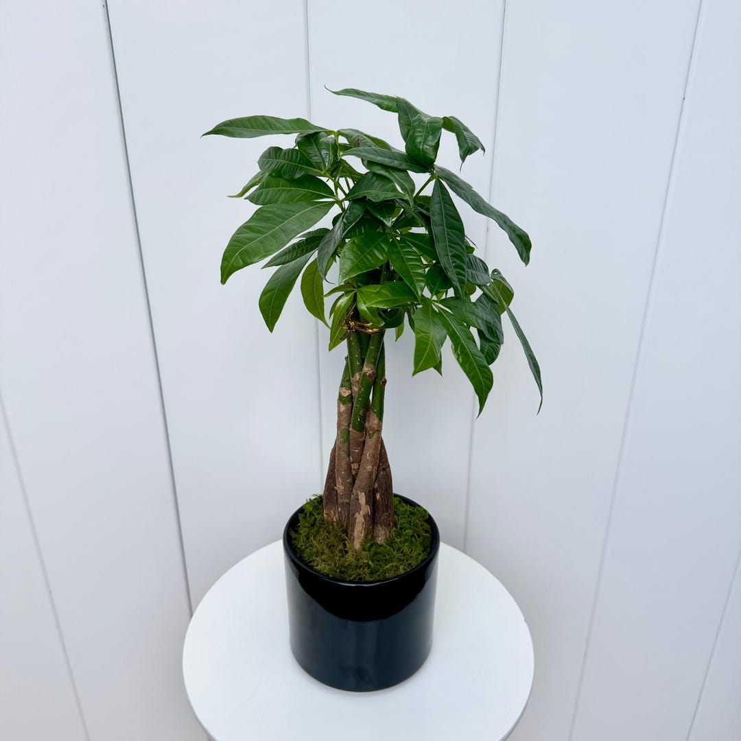LIVE 4” Ceramic Pot Money Tree, Pachira Aquatica, Good Luck Tree ...