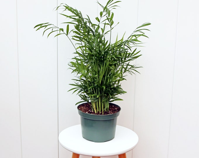 LIVE 6” Pot Parlor Palm Chamaedorea Elegans, Palm Tree Houseplant ...