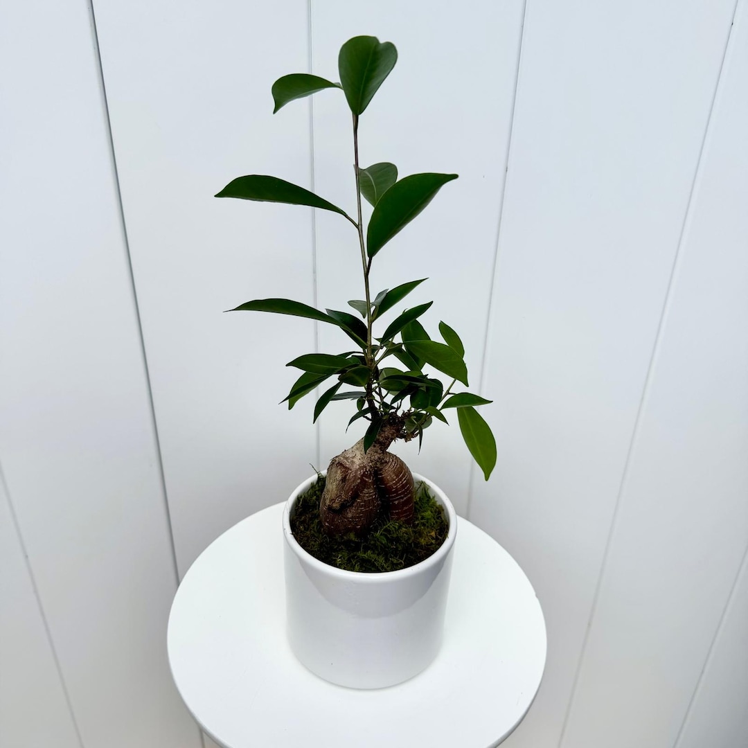 LIVE 4” Ceramic Pot Ficus Bonsai Plant, Minimal Plant Decor, Green Home ...