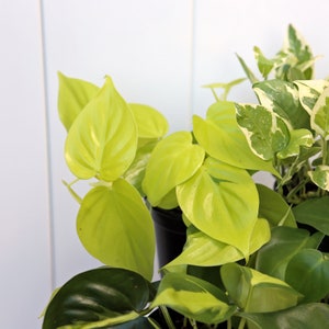 LIVE 4 Pots Combo Pearls and Jade Pothos, Neon Philodendron, Brazilian ...