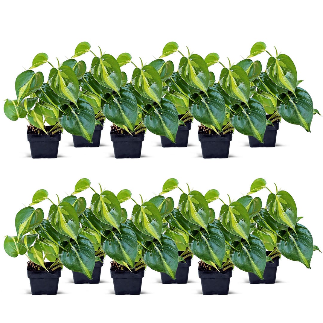 12 PACK LIVE 3” Pot Brazilian Philodendron Plant, Brazilian Philo ...