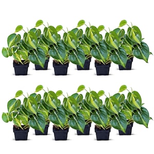 12 PACK LIVE 3” Pot Brazilian Philodendron Plant, Brazilian Philo ...