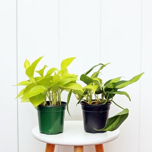 LIVE 4” Pots Combo Neon Pothos & Brazilian Philodendron, Office Gift ...