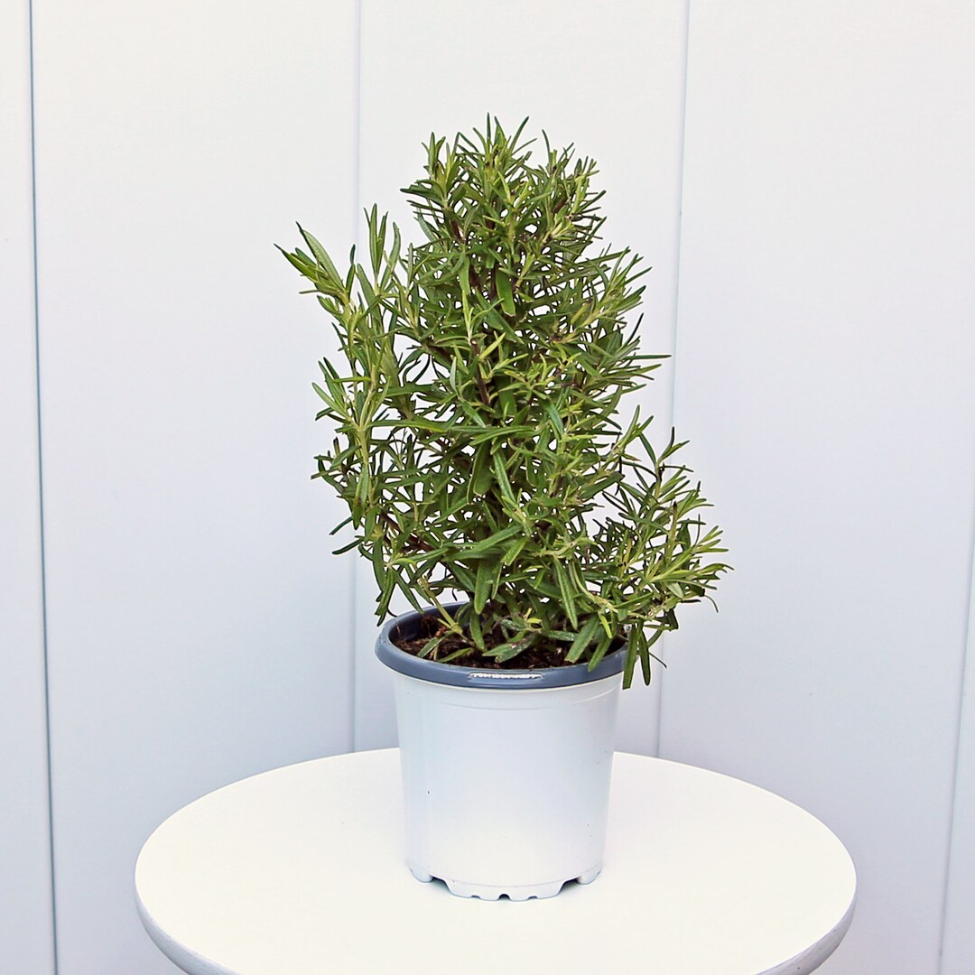 LIVE 4 Pot Aroma Tree Rare Houseplant Christmas Gift - Etsy