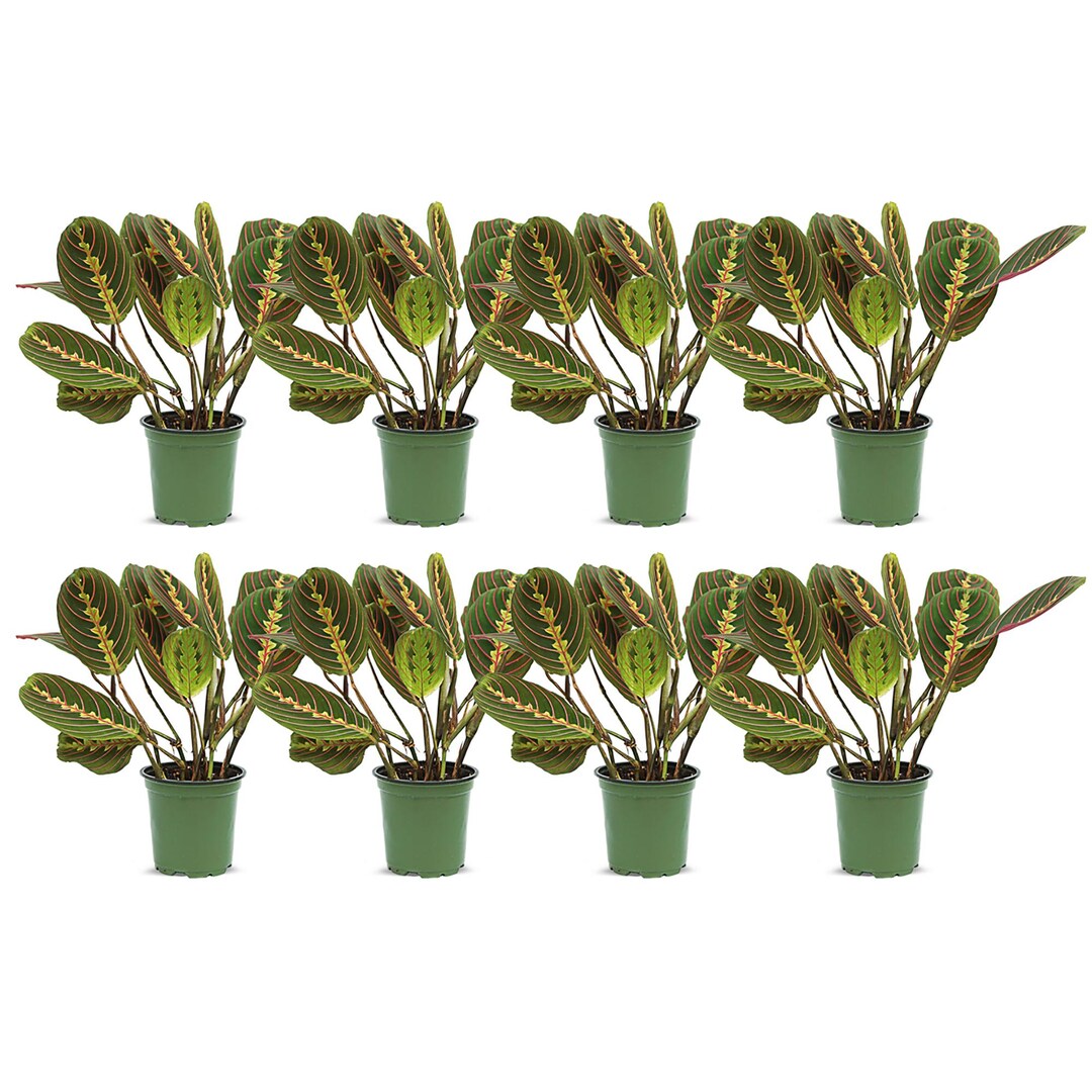 8 PACK LIVE 4” Pot Red Maranta, Prayer Plant, Indoor Potted Plant ...
