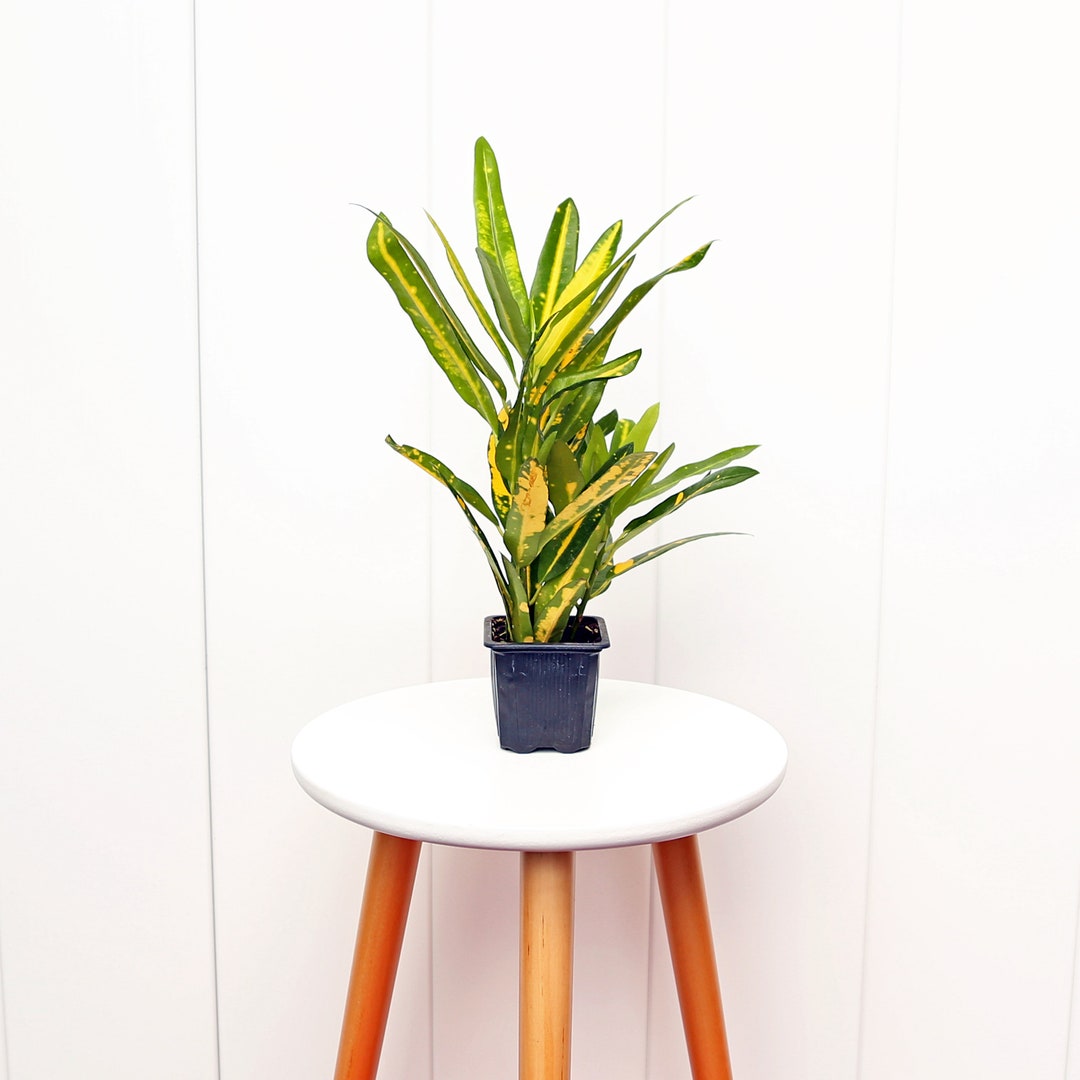 LIVE 3 Pot Sunny Star Croton, Small Tropical Plant, Thank You Gift ...