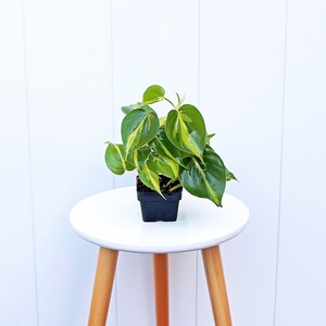 12 PACK LIVE 3” Pot Brazilian Philodendron Plant, Brazilian Philo ...