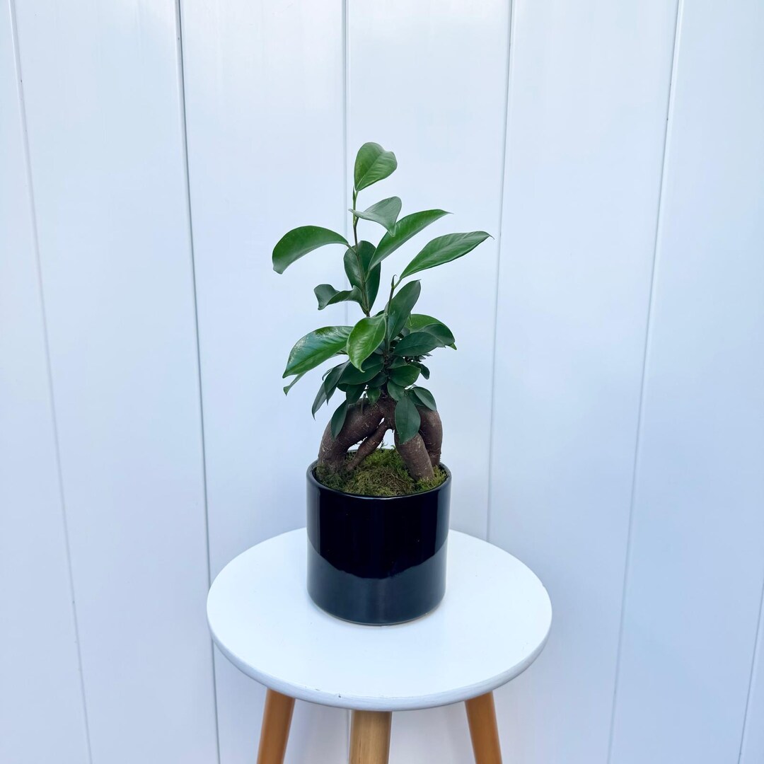 LIVE 4” Ceramic Pot Ficus Plant, Bonsai Plant, Indoor Aesthetic Plant ...