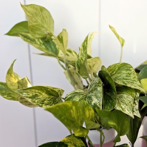 LIVE 3” Pots Combo Golden Pothos, Marble Queen Pothos, Brazilian ...
