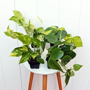 LIVE 3” Pots Combo Golden Pothos, Marble Queen Pothos, Brazilian ...