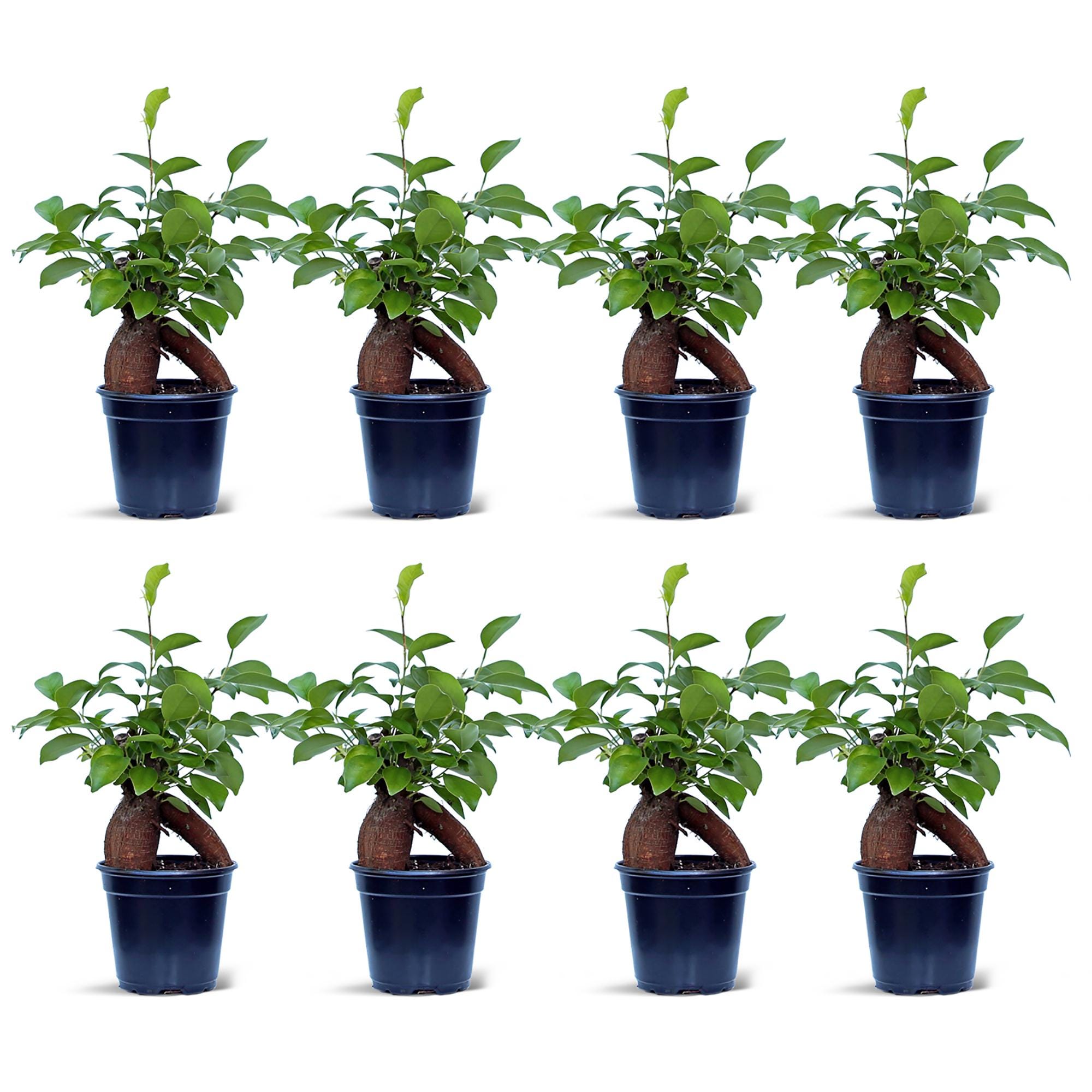 8 PACK LIVE 4” Pot Ficus Plant, Bonsai Plant, Indoor Potted Plant ...