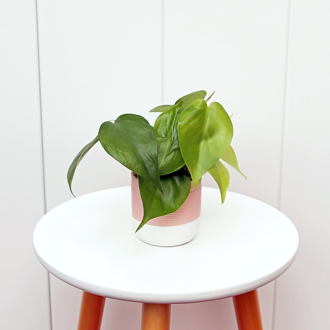 LIVE Ceramic Pot Heartleaf Philodendron, Green Philo, Housewarming Gift ...