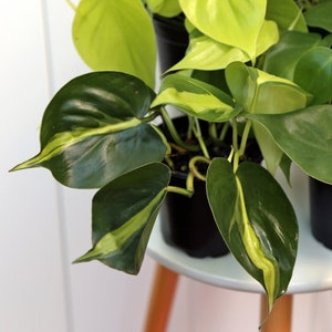 LIVE 4 Pots Combo Pearls and Jade Pothos, Neon Philodendron, Brazilian ...