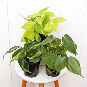 LIVE 4” Pots Combo Neon Philodendron, Brazilian Philodendron ...