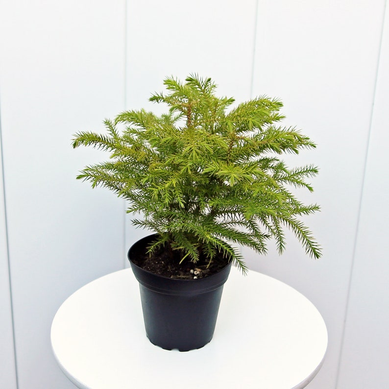 LIVE 4” Pot Norfolk Island Pine, Araucaria Heterophylla, Christmas ...