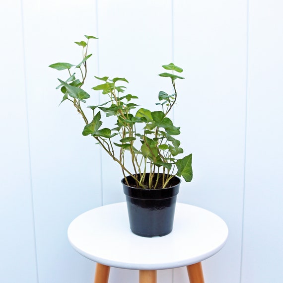 Hedera Helix Indoor Plant