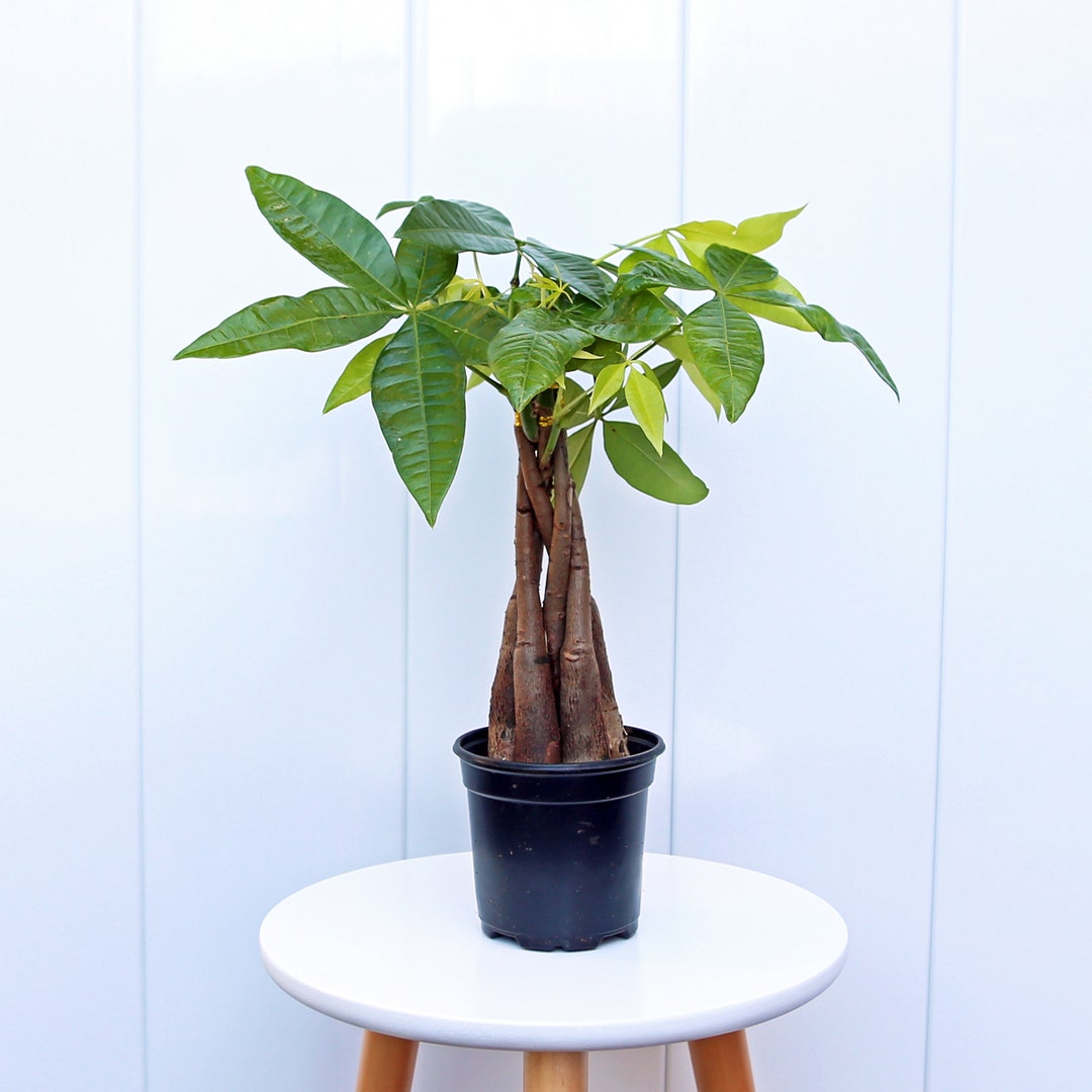 LIVE 4” Pot Money Tree, Pachira Aquatica, Good Luck Tree, Thank You ...