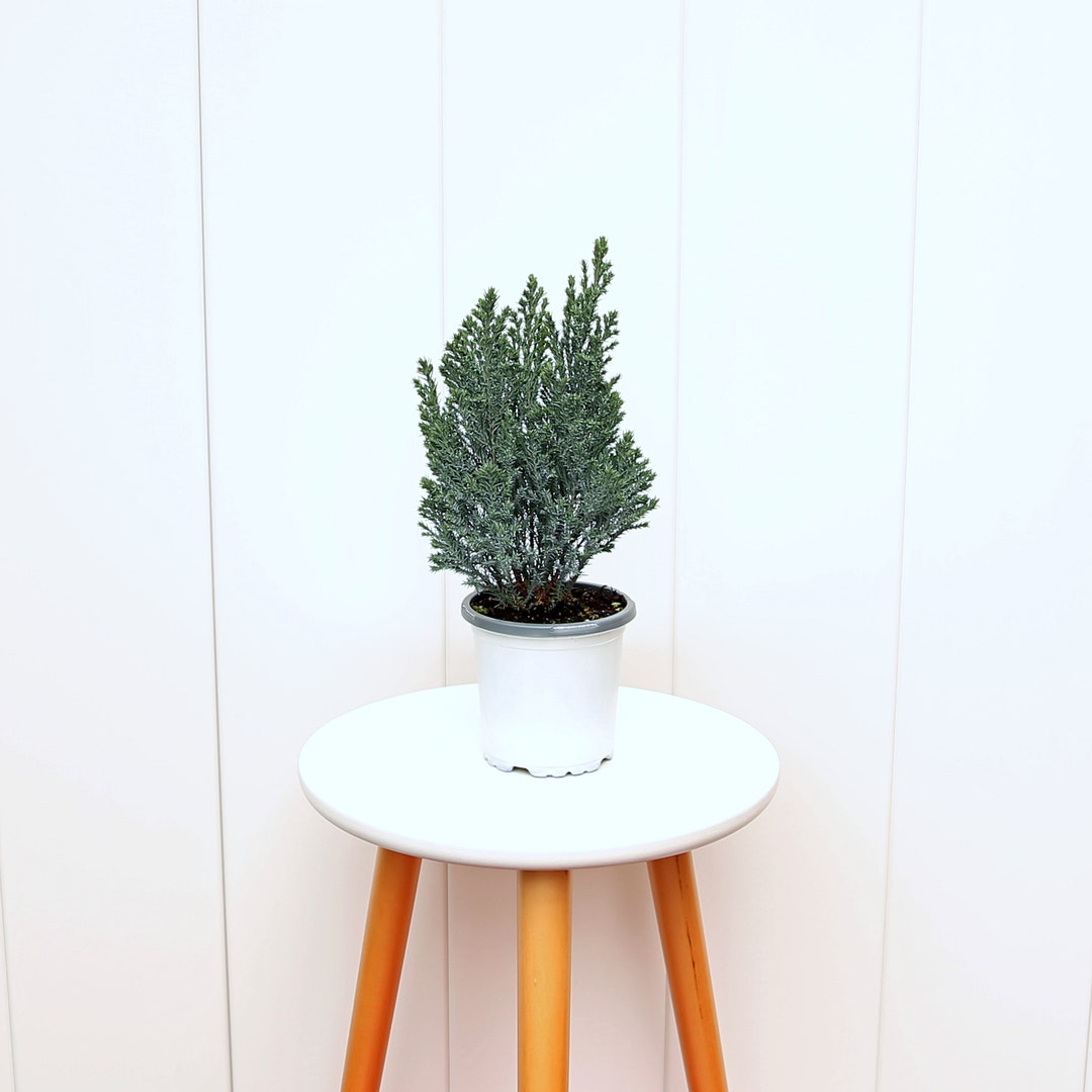 LIVE 4” Pot Moonlit Cypress, False Cypress Tree, Plant Mom Dad Gift ...