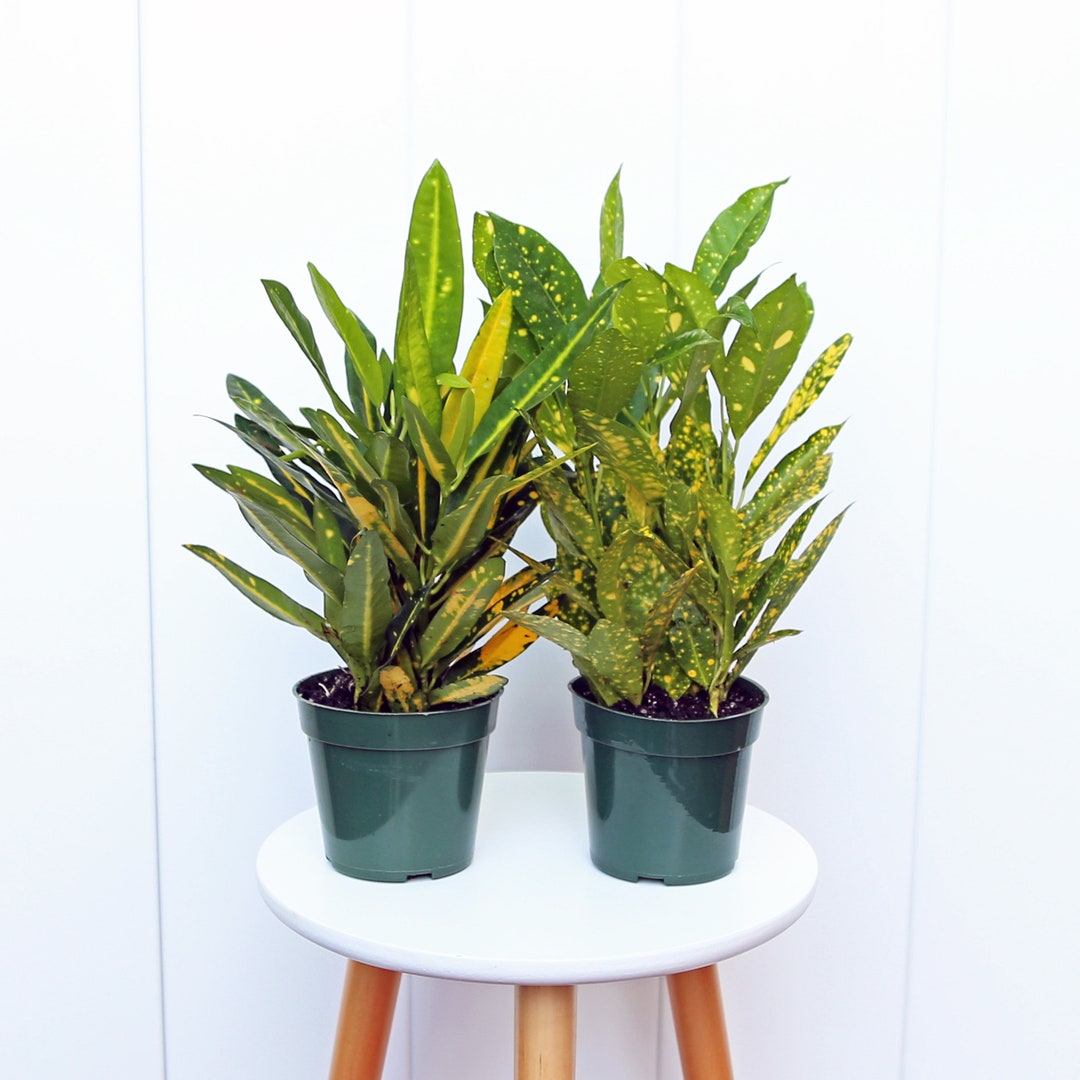 LIVE 4” Pots Combo Gold Dust Croton, Sunny Star Croton, Small ...