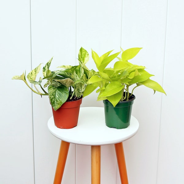 Neon Pothos - Etsy