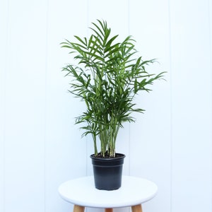 4 PACK LIVE 4” Pot Parlor Palm Plant Chamaedorea Elegans, Office Gift ...