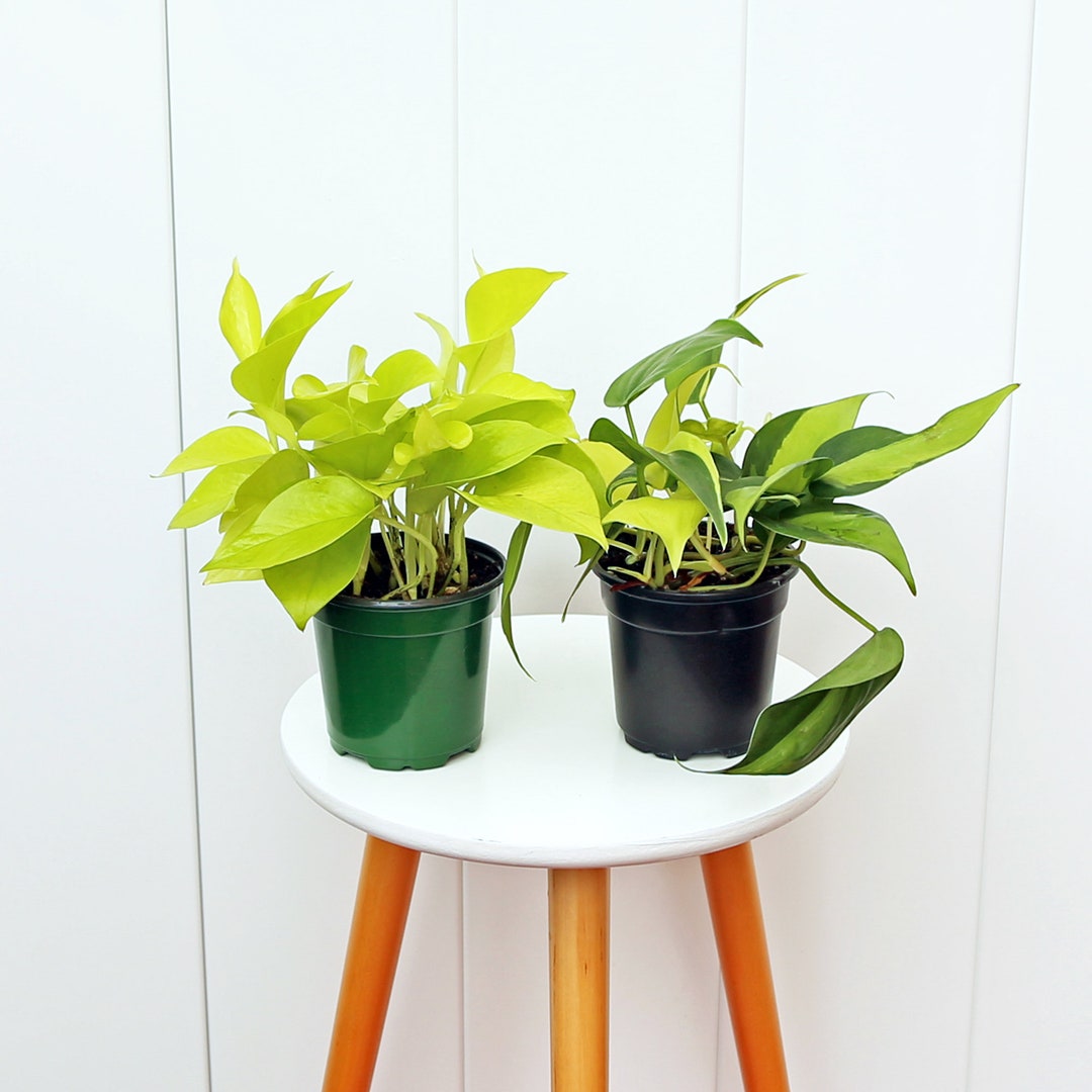 LIVE 4” Pots Combo Neon Pothos & Brazilian Philodendron, Office Gift ...