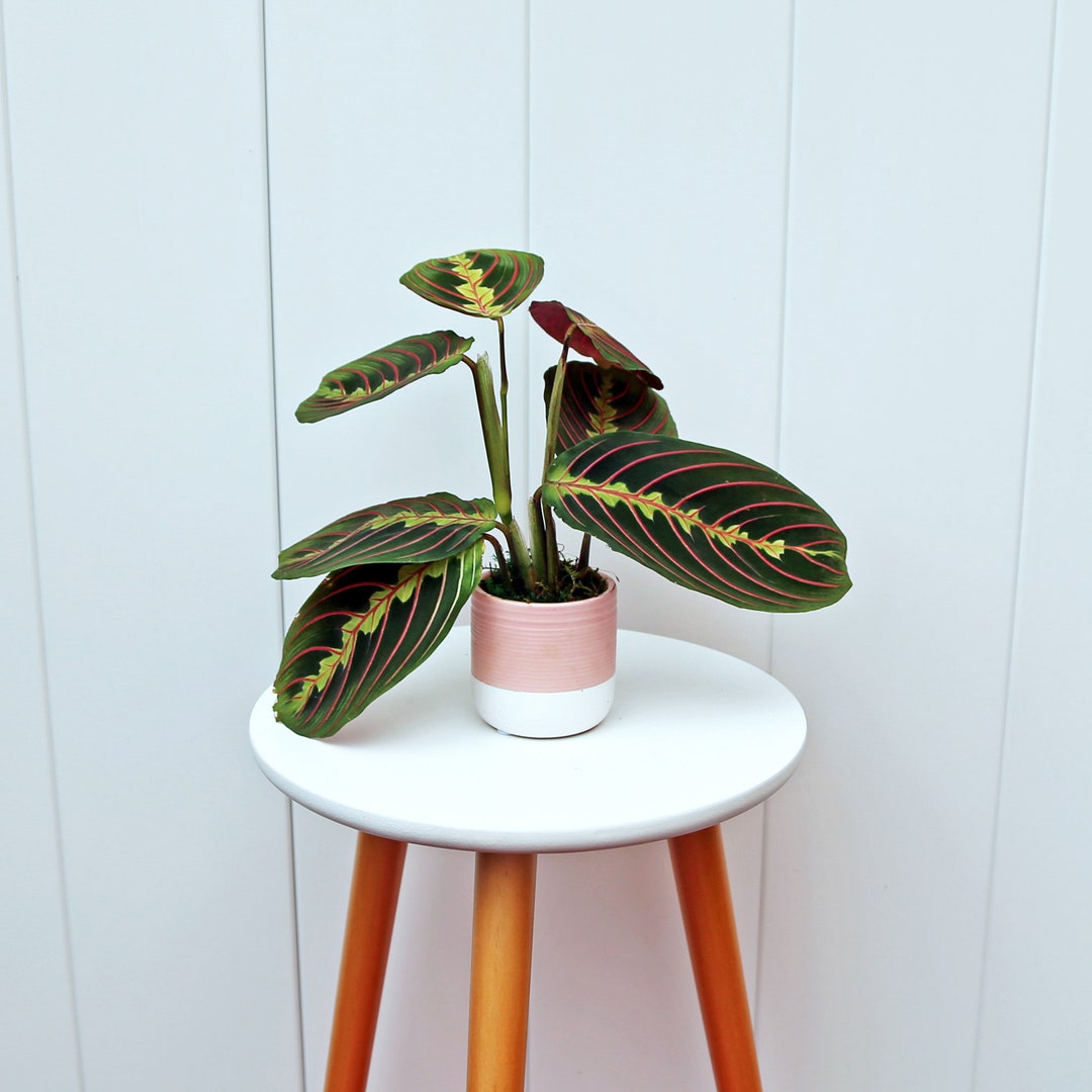 LIVE Ceramic Pot Red Prayer Plant, Red Maranta, Housewarming Gift ...