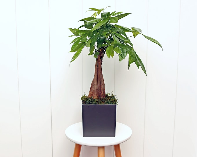 Money Tree, Pachira Aquatica, Good Luck Tree, LIVE Evergreen Houseplant ...