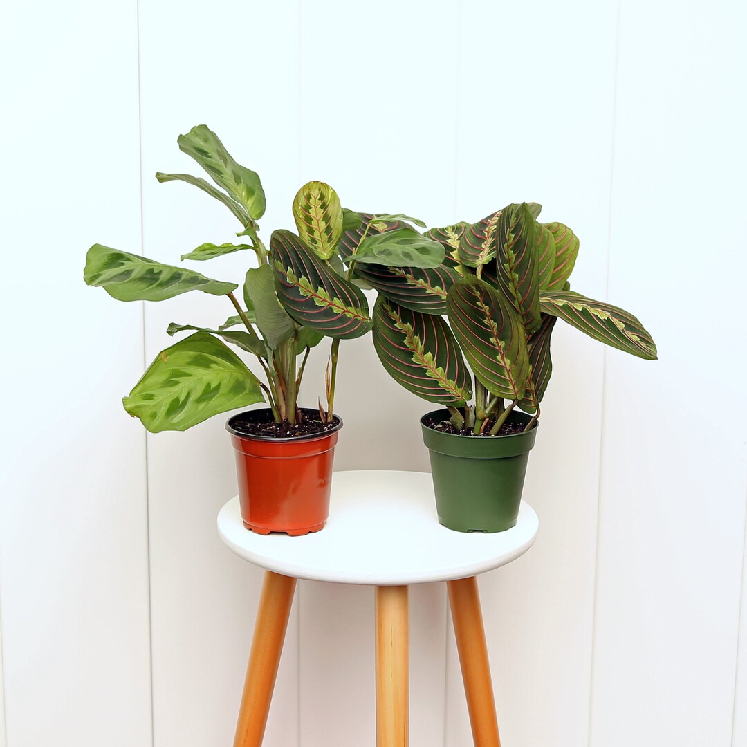 LIVE 4” Pots Combo Red and Green Maranta, Prayer Plants, Mom Gift Plant ...